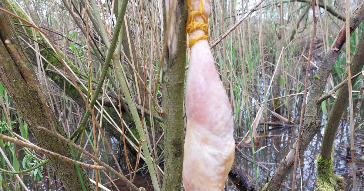 Stropers doden reeën, lokken zwijnen met kippenpoot en stelen lammetjes ...