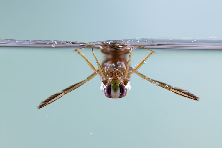 Het gaat best goed met de waterinsecten | Trouw