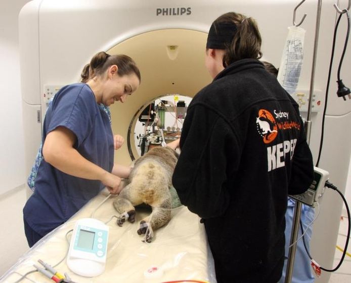Philips claimt eerste CT-scan van koala | Overig | ed.nl