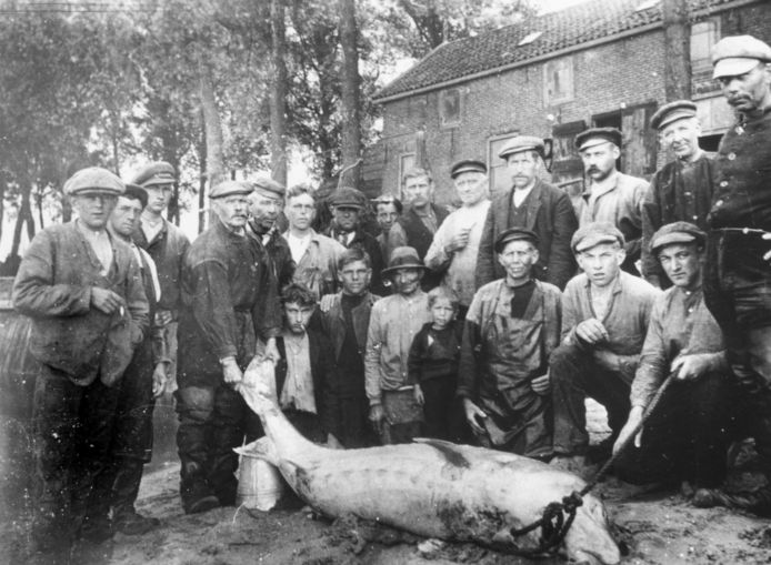 Steuren zijn na 70 jaar terug in Dordrecht, maar hebben hier een rijke ...