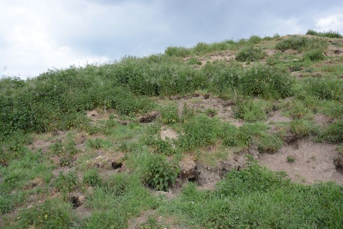 Historische Singelberg bedreigd door konijnen: groen licht voor ...