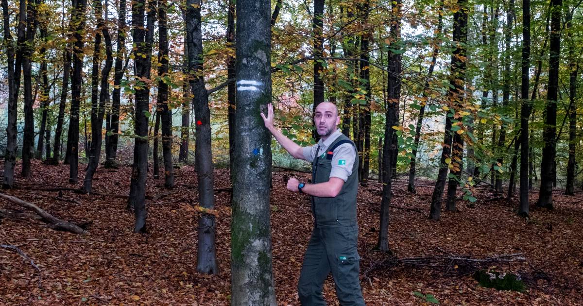 In het Groesbeekse bos wordt weer gekapt, boswachter Daan legt uit ...