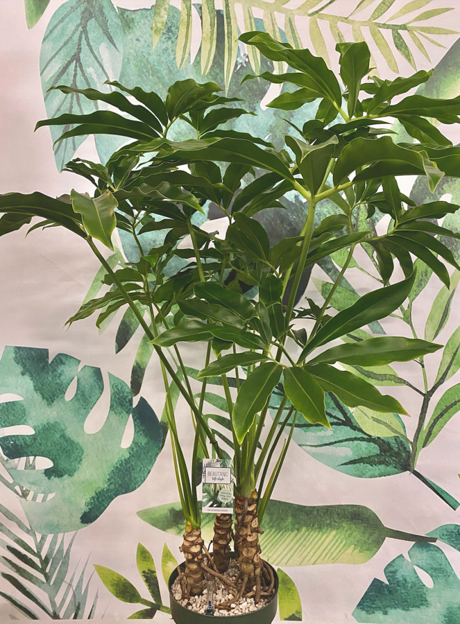 Marcel heeft bananenplant in huis: ‘Ik zie het als een extra familielid ...