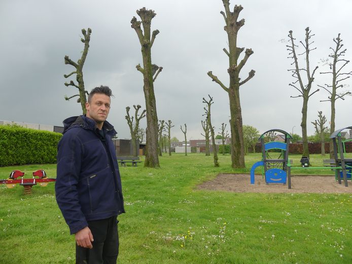 “Mijn hart bloedt als ik die stompjes zie”: ongenoegen over gesnoeide ...