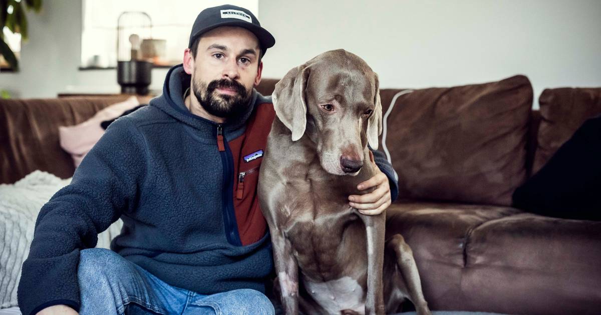 Crowdfunding voor aangereden hond Maurice: “Dat die persoon gewoon ...