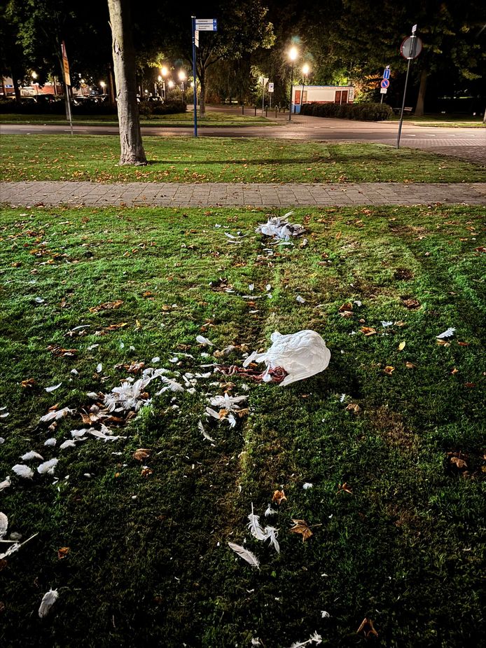 Als Richard ’s nachts naar huis fietst, treft hij twee dode ganzen en ...