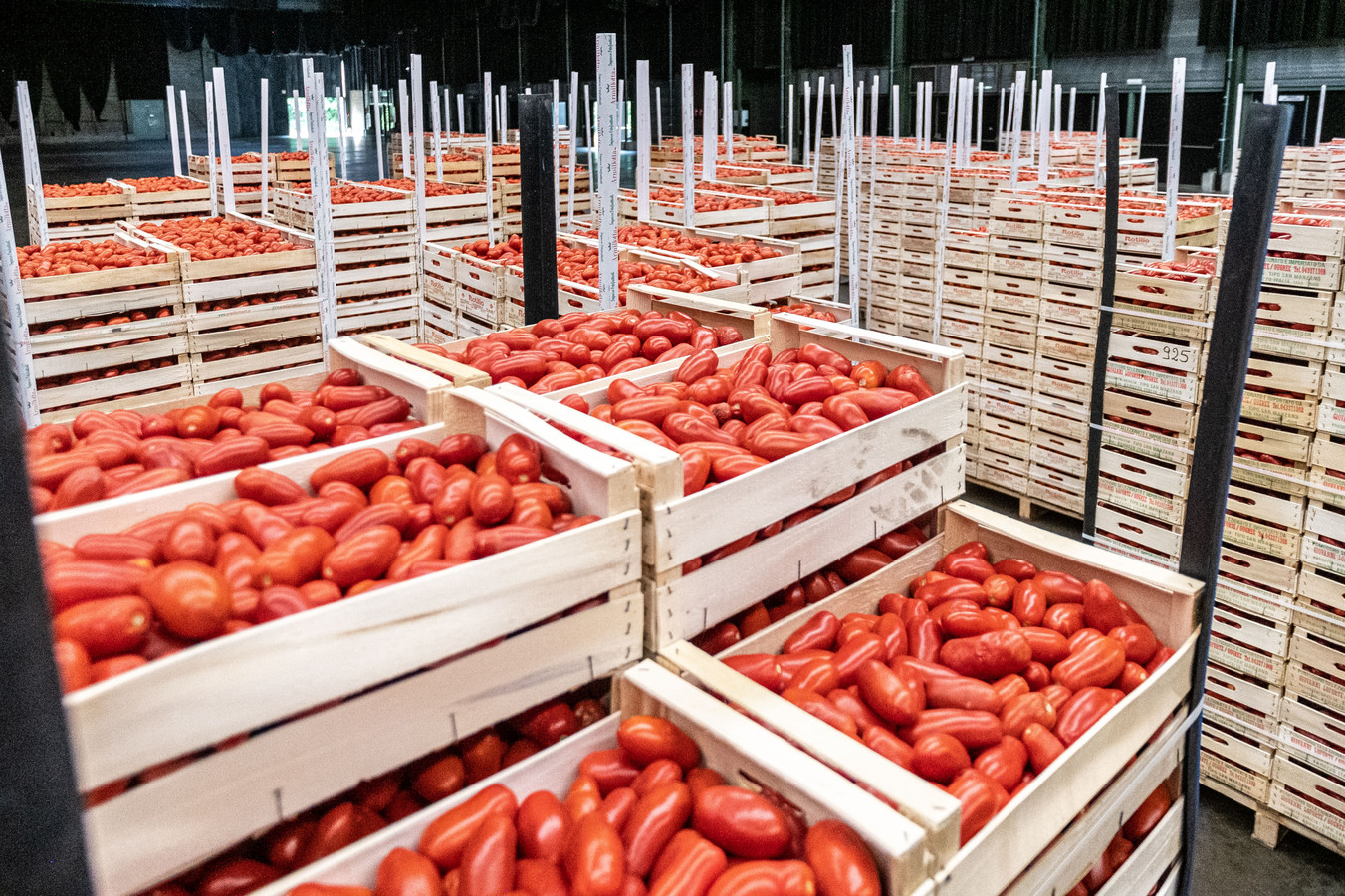 Waarom Vlamingen en Italianen in de rij staan voor Manuela's tomaten ...