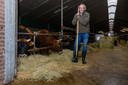 Waarom boer Jacob zijn stieren van het land haalt: ‘Ik word kierewiet ...