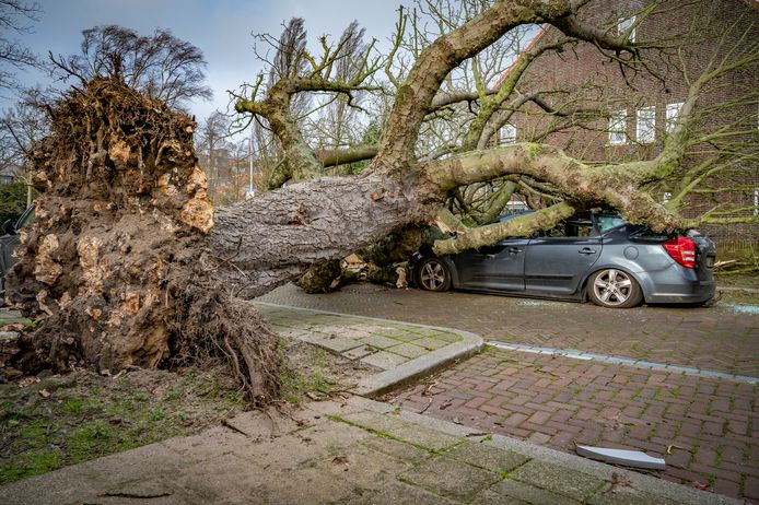 Stormen zijn uitgeraasd: dit is waardoor er zoveel bomen zijn omgewaaid ...
