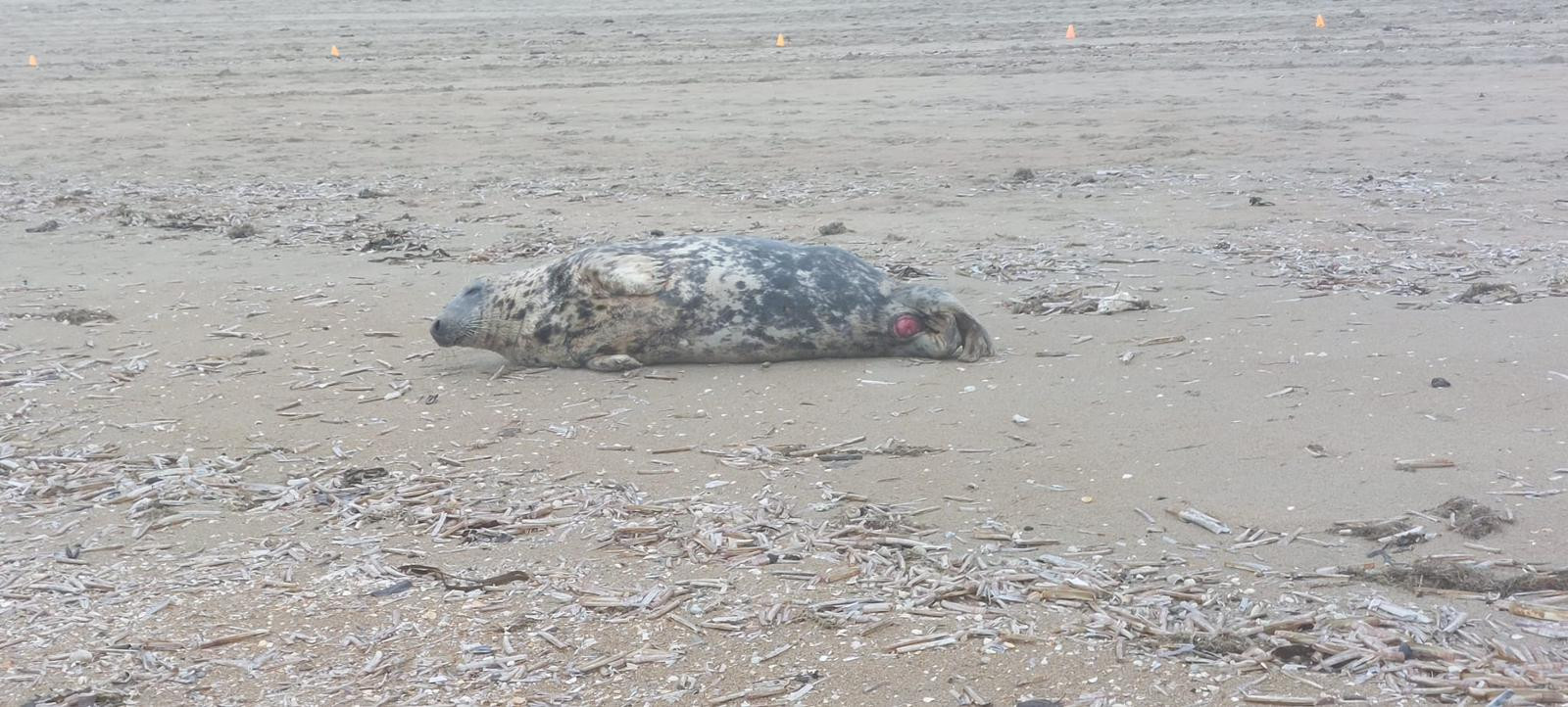 Zwangere (?) zeehond spoelt aan op het strand: “We zagen haar persen ...