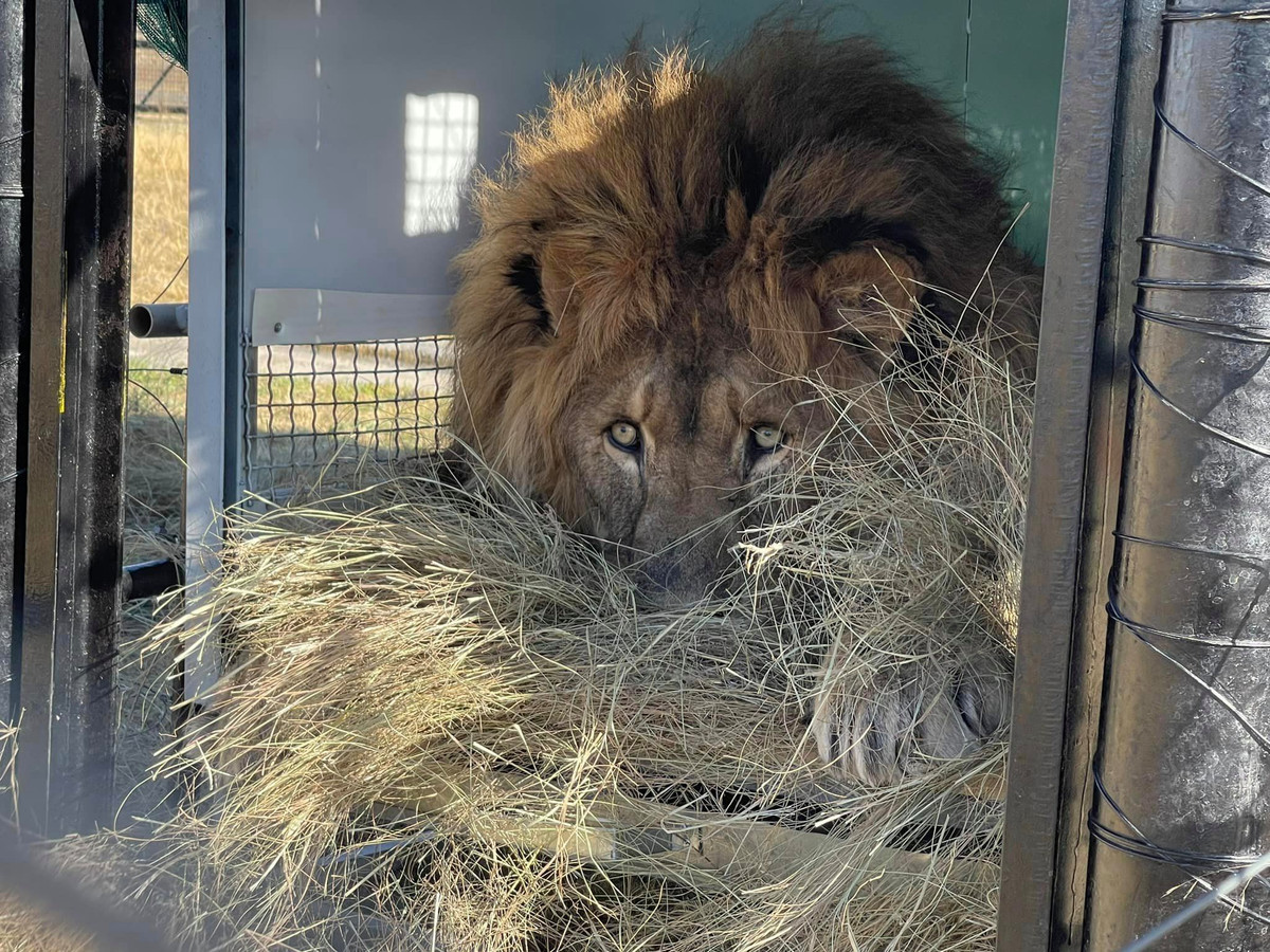 KIJK. Na vijf ellendige jaren in verlaten zoo: “eenzaamste leeuw ter ...