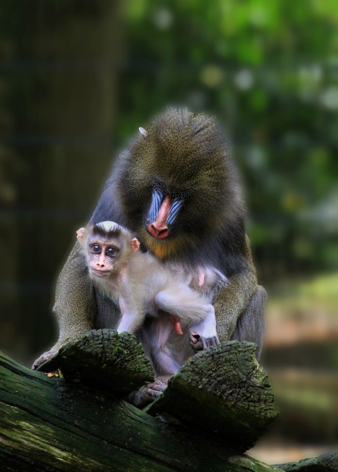 'Baby-mandril is een jongetje, de foto is overduidelijk' | Rhenen ...
