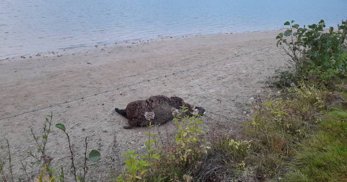 Woede om hond die schaap de dood in jaagt in de Achterhoek: ‘Hou je ...