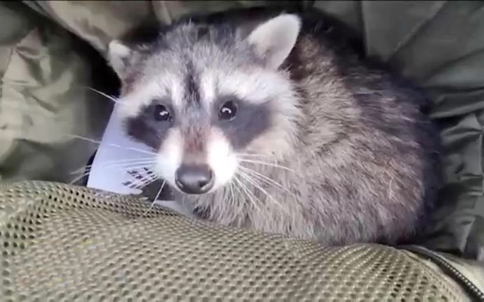 In Oekraïne staat deze wasbeer te boek als een soort gemaskerde ...