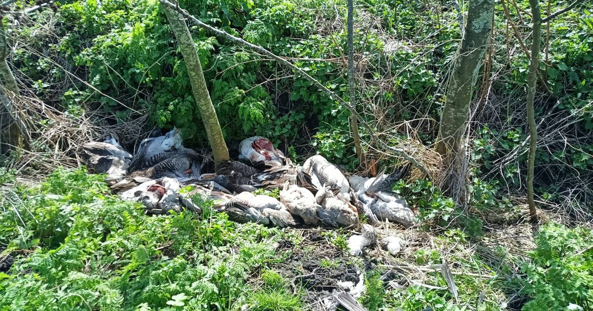 Dode en ‘gemartelde’ ganzen gedumpt: dieren leefden mogelijk nog toen ...