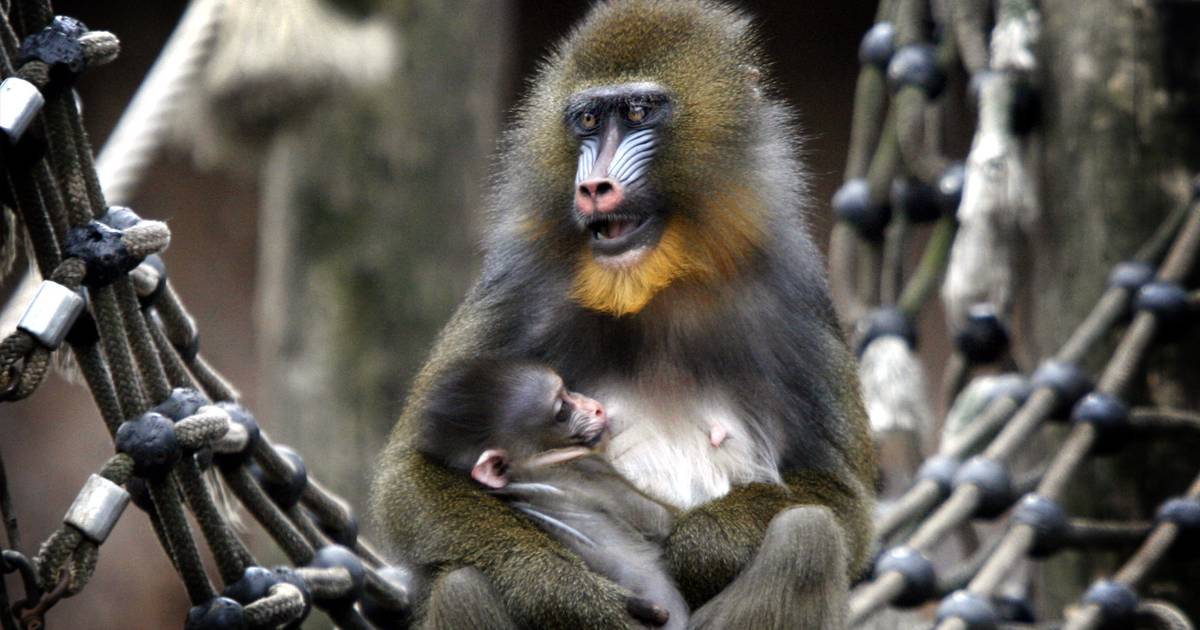 Mandril-baby geboren in Ouwehands Dierenpark | Binnenland | AD.nl