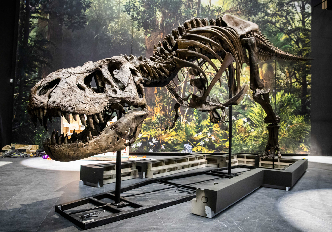 Trix in Naturalis is misschien toch geen T. rex | Foto | ed.nl