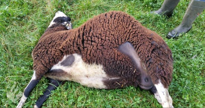 Schapenhouder doodgebeten schapen geschokt: 'een levensgevaarlijke hond ...