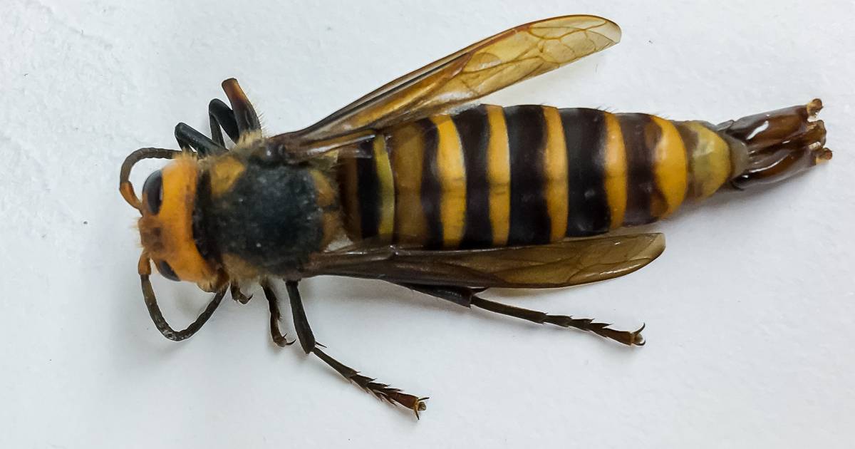 Gigantische Aziatische wesp gevangen in Washington | Buitenland | AD.nl