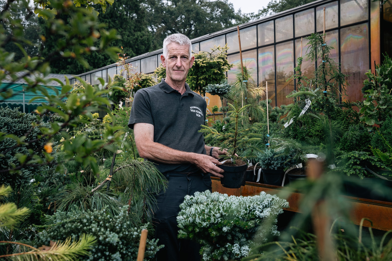 Plots ploft bij kweker Henk uit Son de ‘Oscar van de coniferen’ op de ...