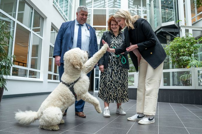 Honden voor één keertje welkom in Wilrijks zwembad Ieperman: “Baasjes ...