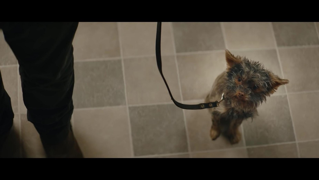 Reclame met hondje Frekkel wint Gouden Loeki | Het Parool