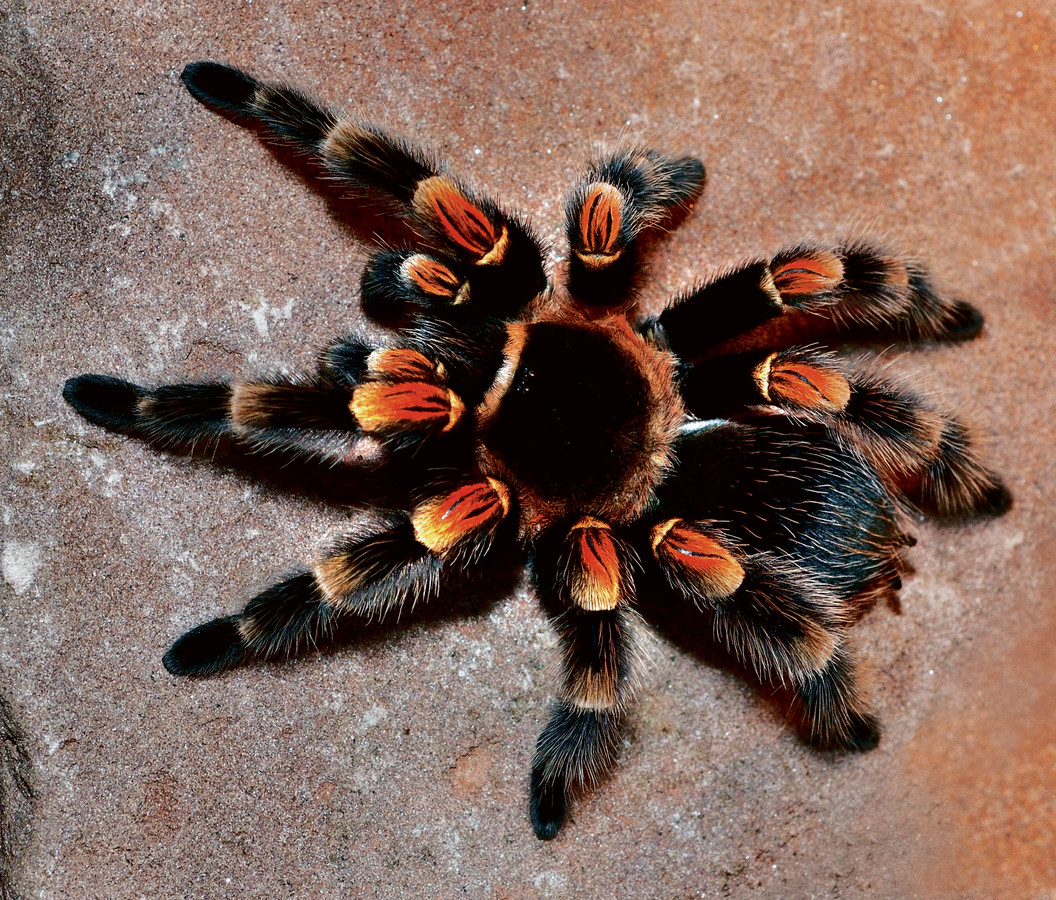 Vogelspin Charlie ontsnapt en wandelt rond bij kinderdagverblijf in ...