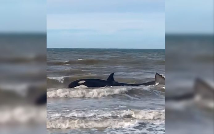 Aangespoelde orka na korte doodsstrijd overleden op strand van Cadzand ...