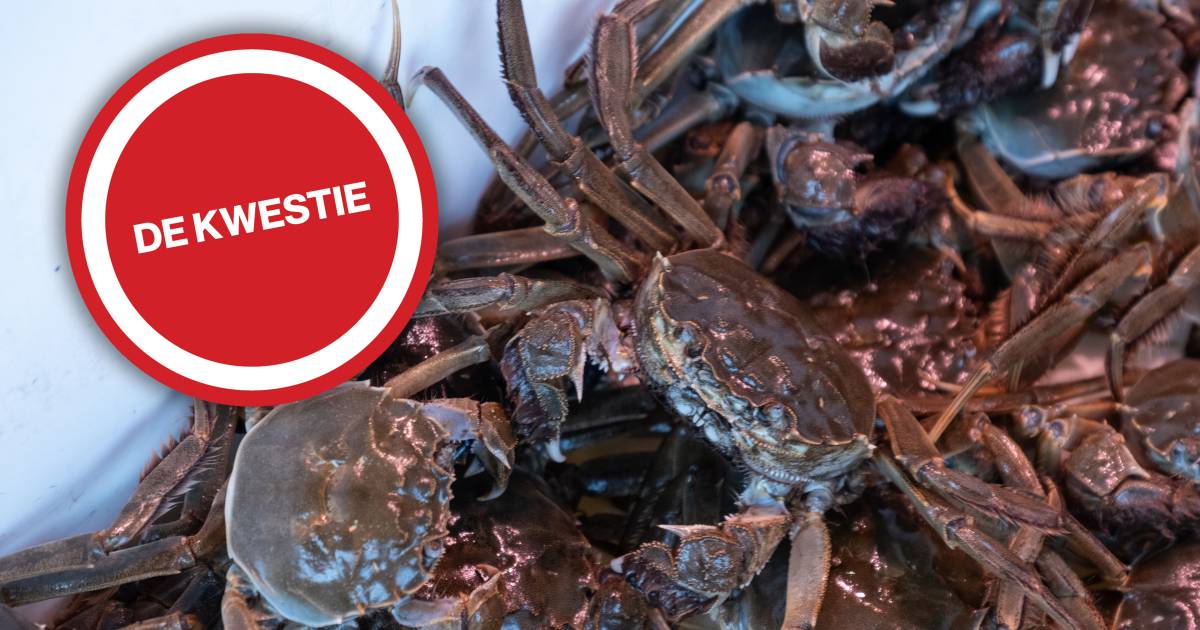Vind jij dat krabben levend mogen worden verkocht (en gekookt) op de ...