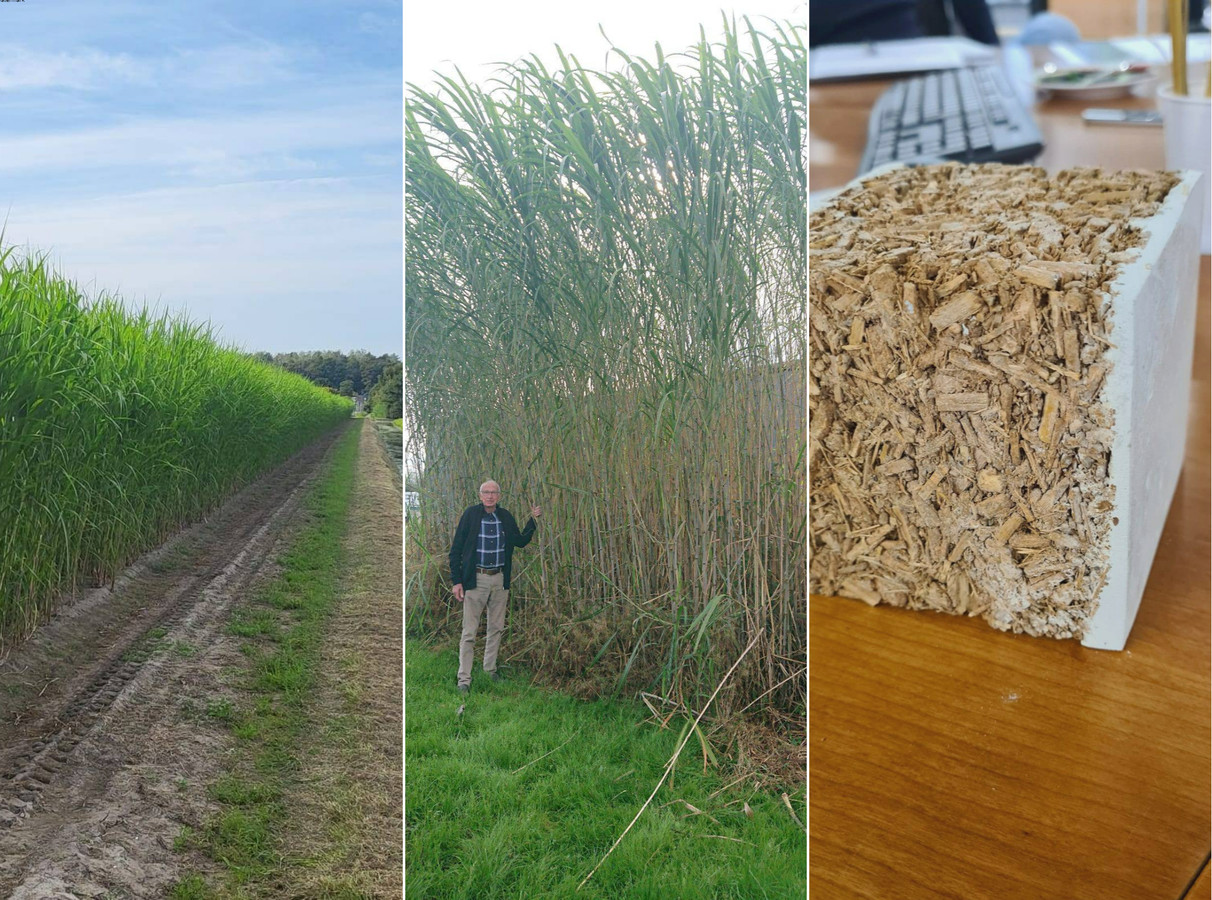 Gras zo hoog als je huis: mammoetgras komt naar Zeeland (maar je mag ...