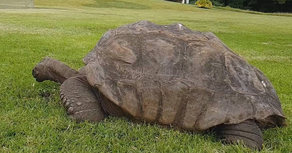 La plus vieille tortue du monde fête ses 190 ans | Ecologie | 7sur7.be