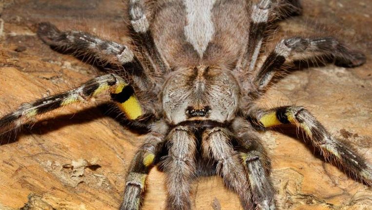 Een van 's werelds grootste vogelspinnen nieuwe bewoner Artis