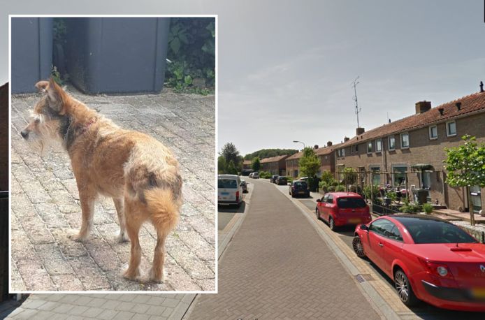 Slechthorend, slechtziend en mogelijk ook nog aangereden: Elburg speurt ...