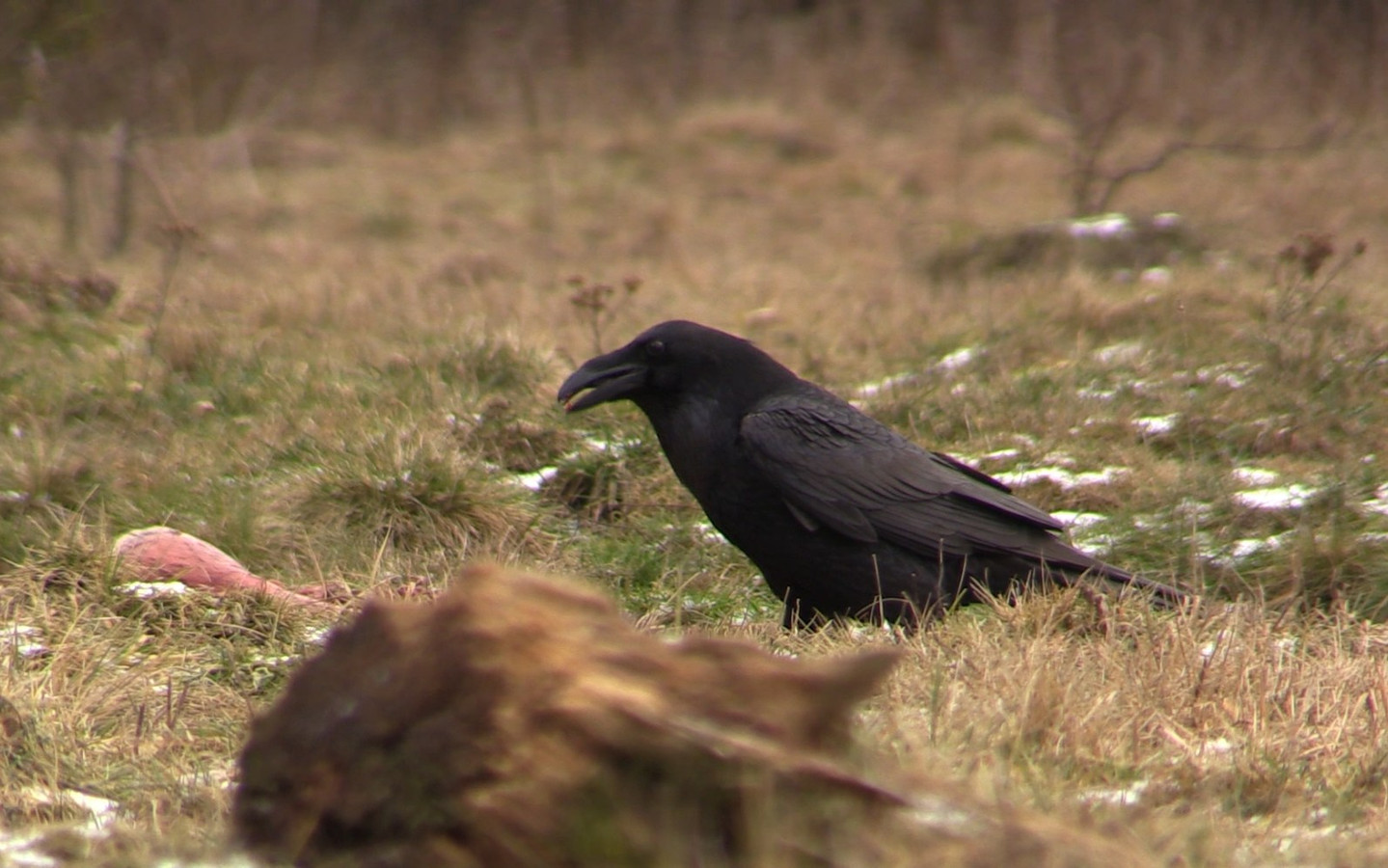 “De raaf is fel actief in het Maasland” | Foto | hln.be