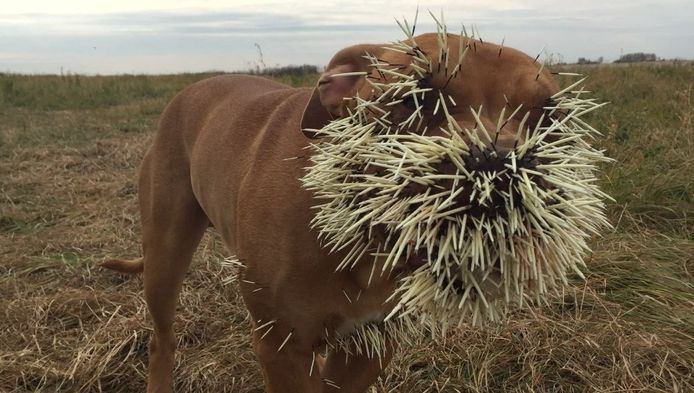 Hond ontmoet stekelvarken | Buitenland | AD.nl