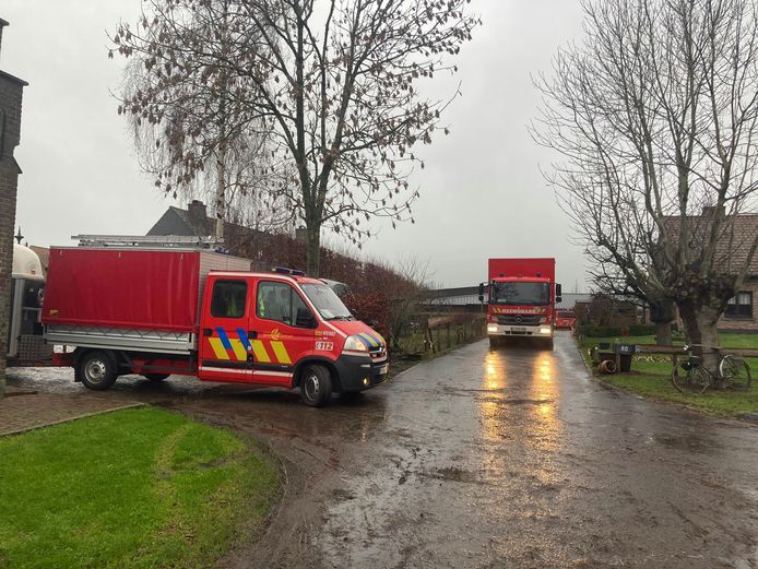 Specialisatieteam van brandweer opgetrommeld om 9 varkens uit beerput te redden: “Twee dieren ...