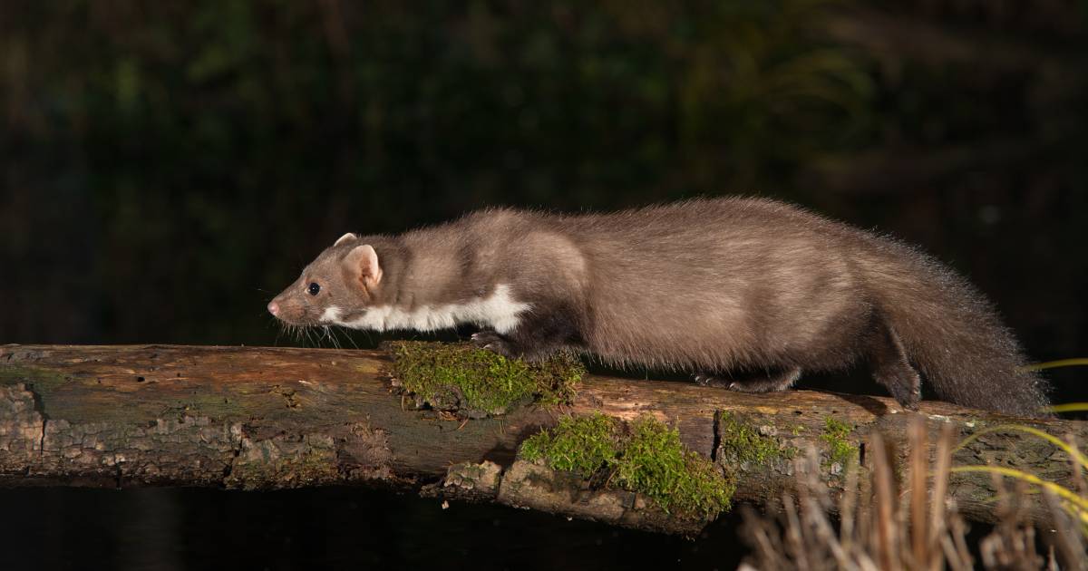 De marter nestelt zich op De Paasberg in Arnhem | Arnhem | gelderlander.nl