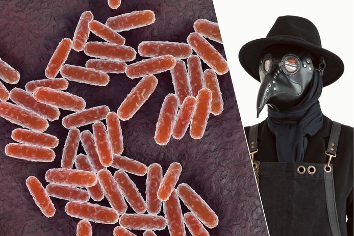 Wat is de pest? En kan je het in België oplopen?