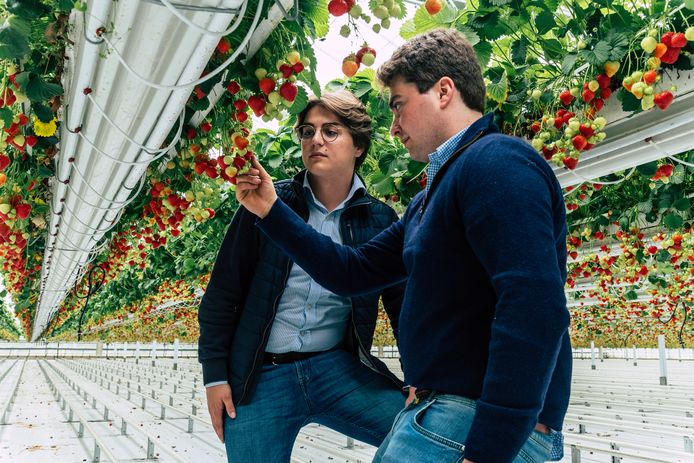 Strawmate biedt de klok rond verse Belgische aardbeien aan | Roeselare ...