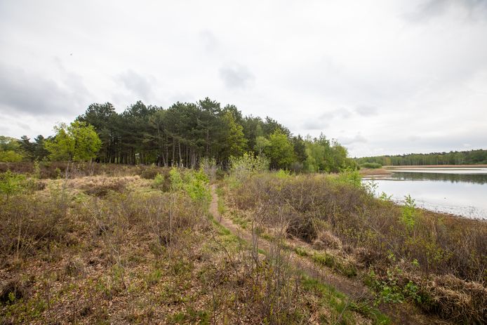 28 hectare bos in De Maten moet wijken: “Open natuur herstellen” | Genk ...