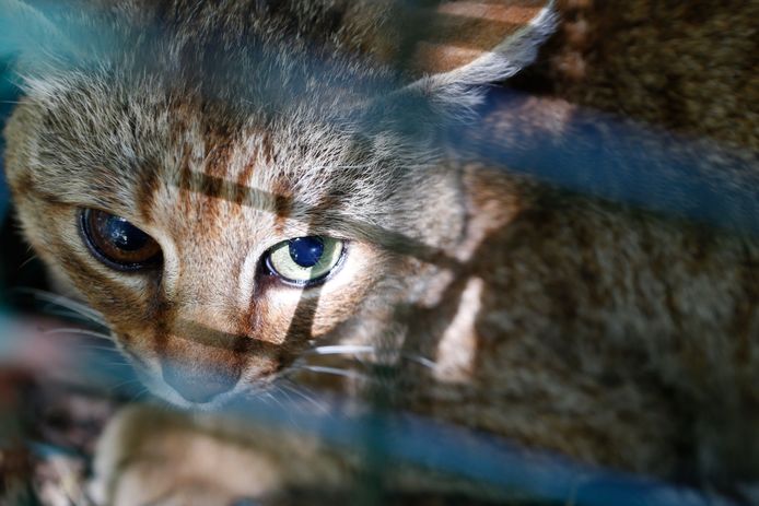 Nieuwe ‘schattige’ kattensoort ontdekt op eiland Corsica | Buitenland ...