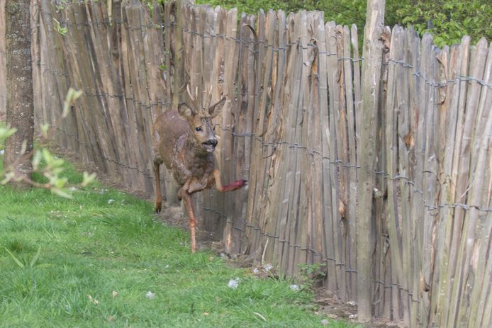 Jong hert met gebroken poot belandt in achtertuin Kontichs gezin ...