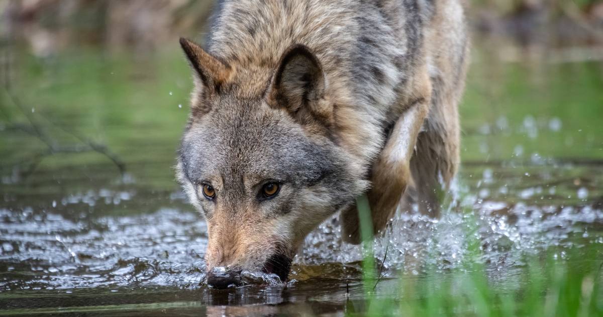 Wolf gespot in Nederland: “Mogelijk onderweg naar Limburg of Wallonië ...