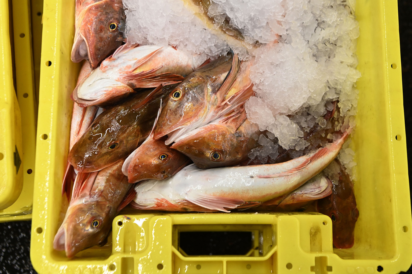 Verse vis is nog nooit zo duur geweest, en dat een paar dagen voor ...