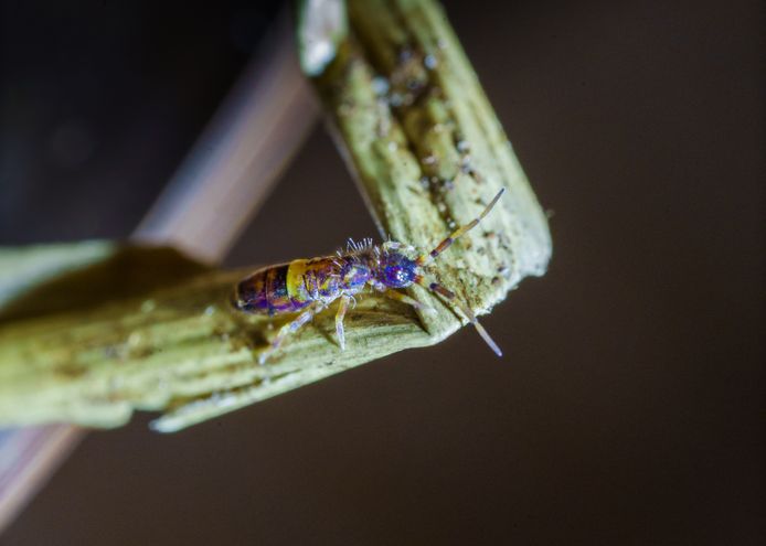 Mythische verborgen beestjes: als je iets kleins weg ziet springen, is ...