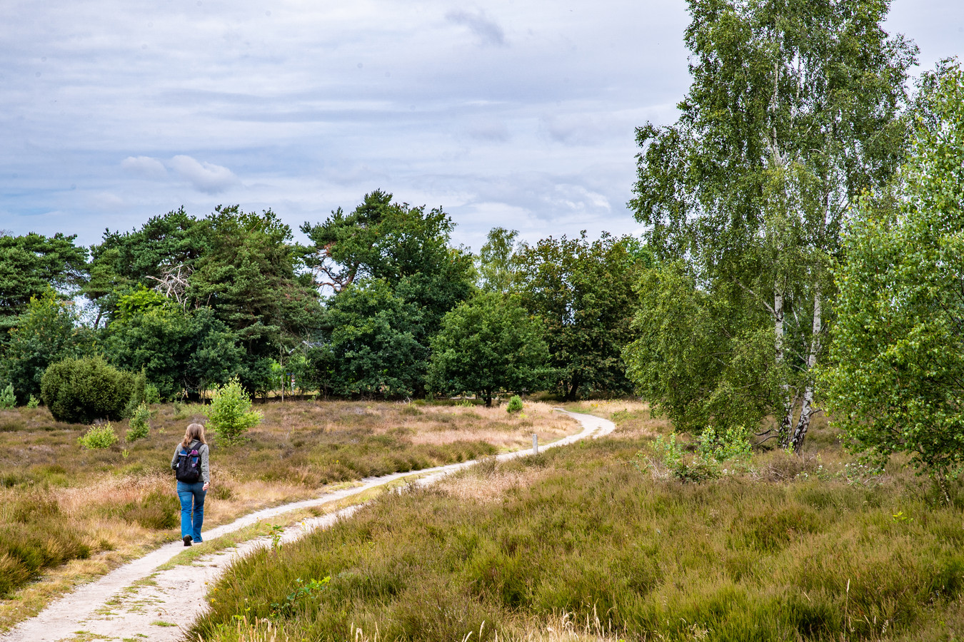 Zo ziet de stikstofcrisis er op de Sallandse Heuvelrug uit: ‘Het is een ...