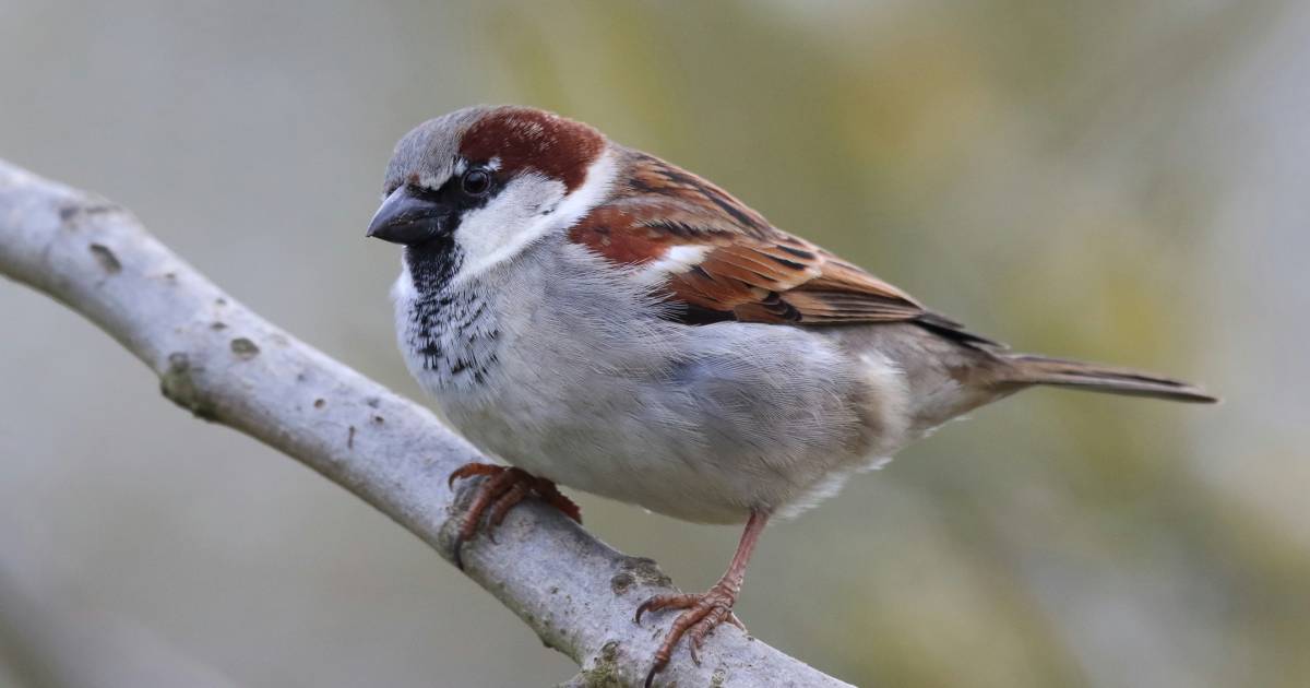 Een doodgewone mus? Nou... het blijkt toch eigenlijk best een bijzonder ...