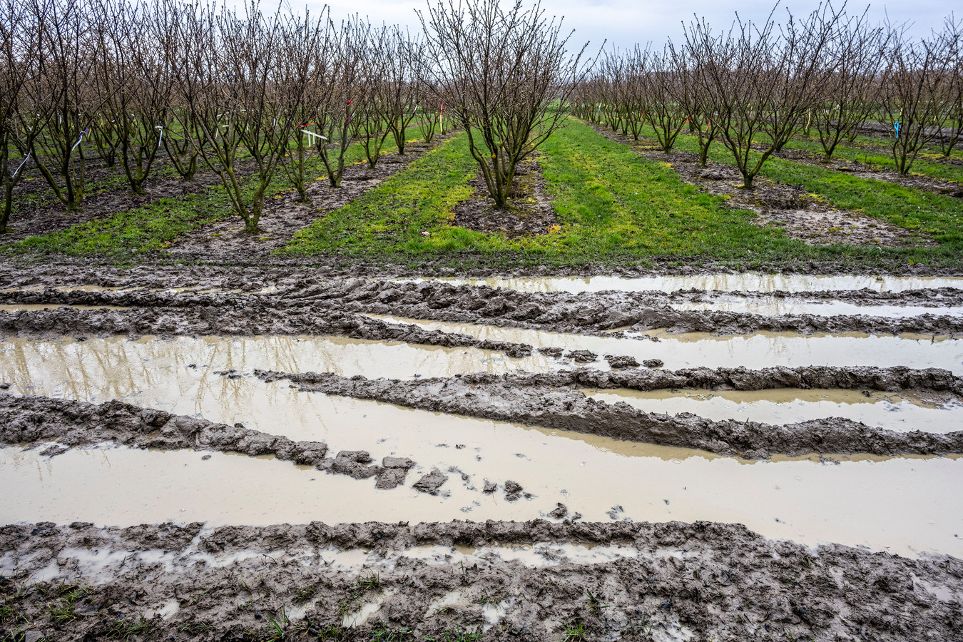 Boeren worstelen met natte grond, trekkers lopen vast: ‘Het is ...