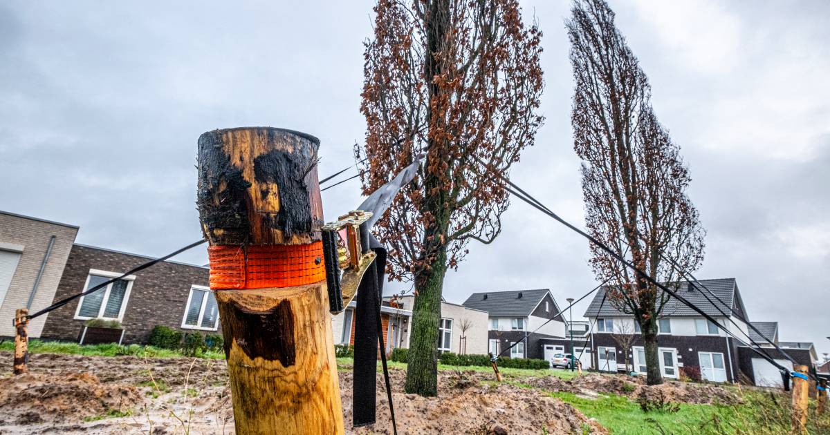 ‘Inspraak over bomen: klinkt goed maar...’ | Land van Cuijk ...