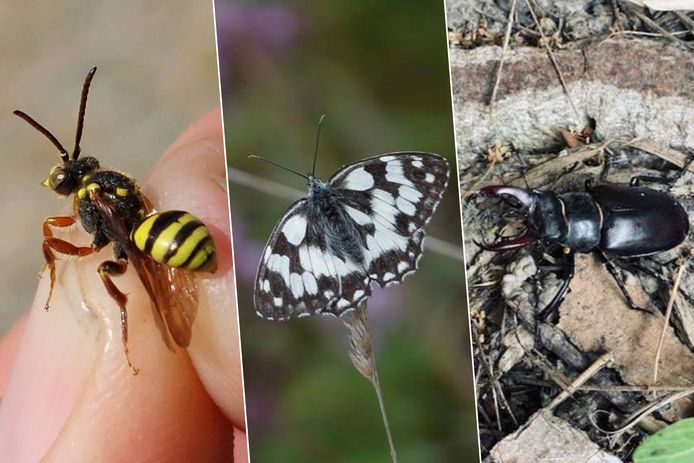 HLN insectenzomer bereikt kaap van 1 miljoen: Vlamingen spotten massaal ...